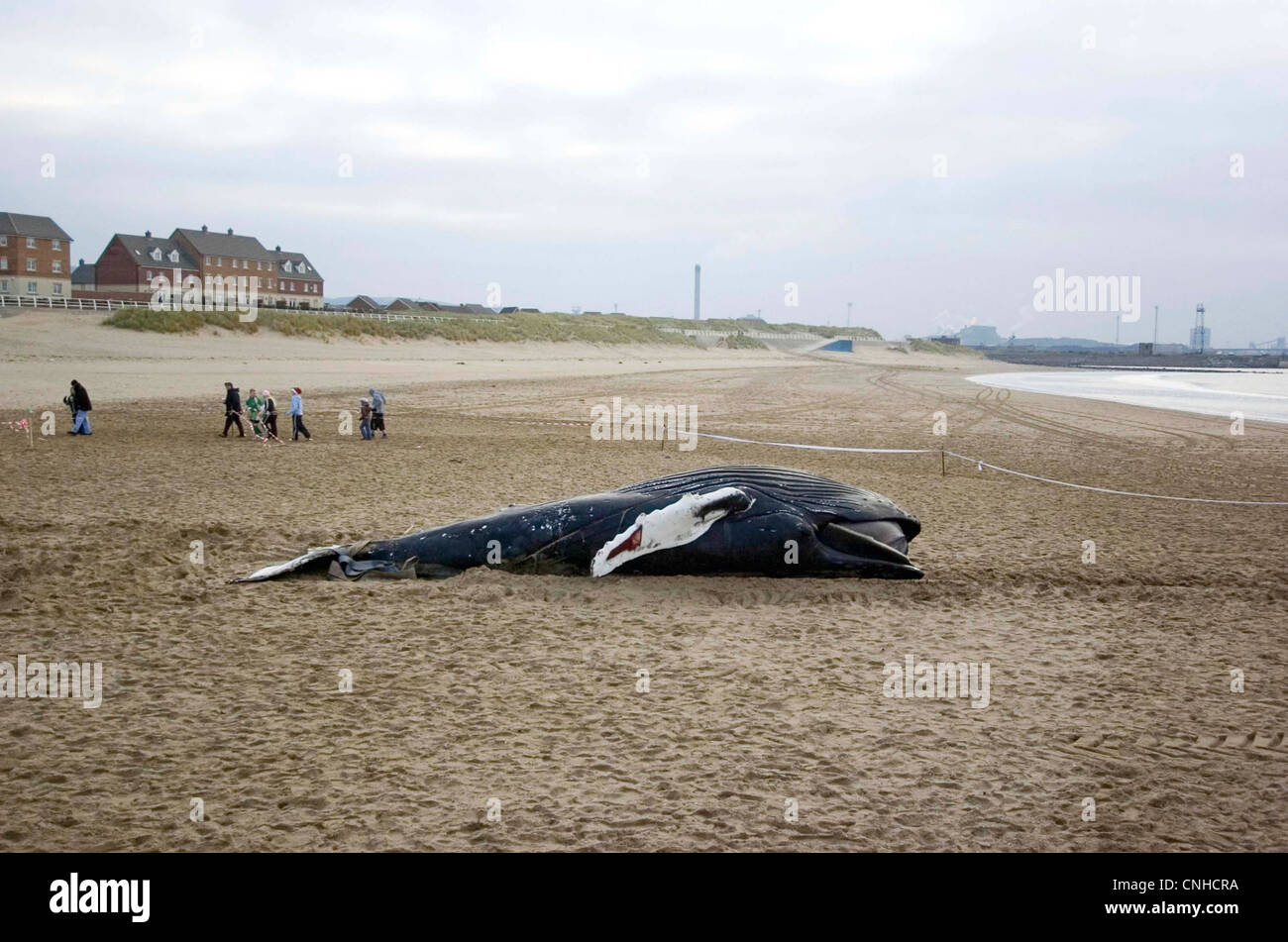 Le corps mort d'un 20ft de long jeune baleine à bosse échouée sur la ...