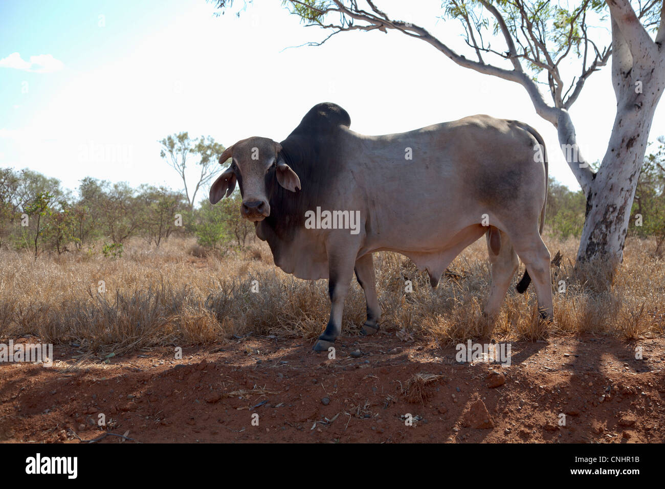 Une vache brahman femelle Banque de photographies et d’images à haute ...