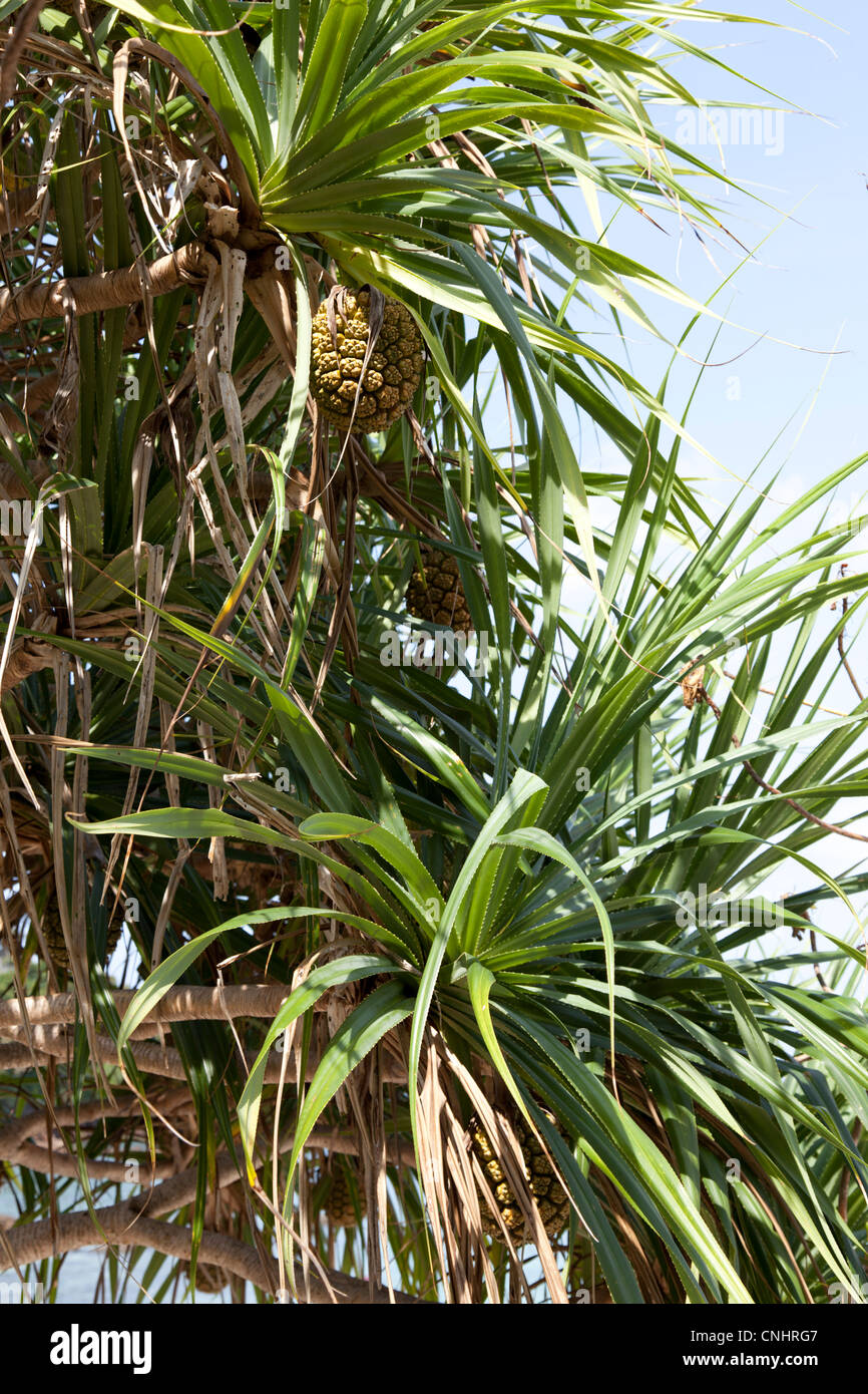 Screwpine Pandanus Banque d'image et photos - Alamy