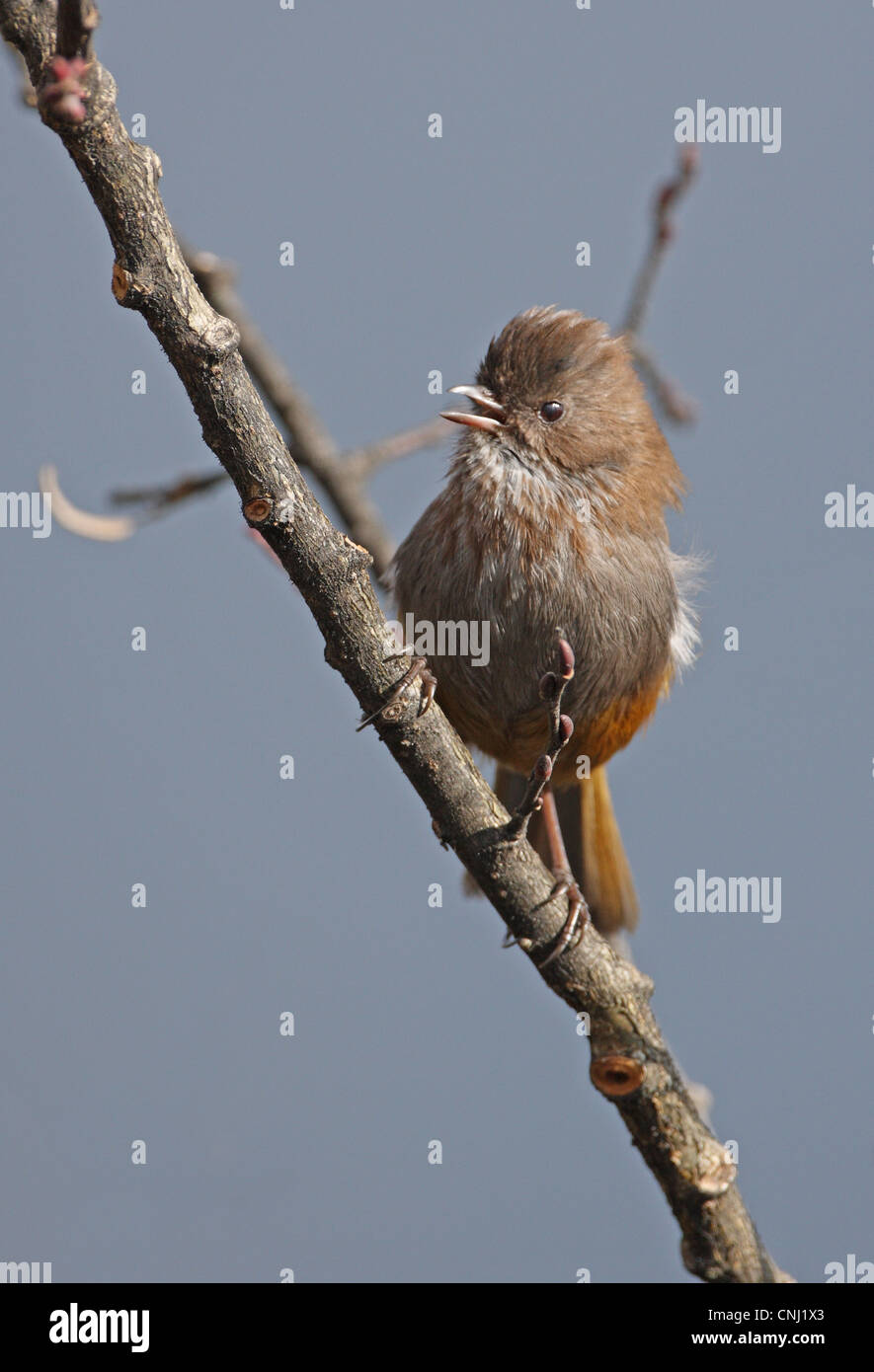 Brown-throated (Alcippe à Alcippe ludlowi) adulte, chant, perché sur ...