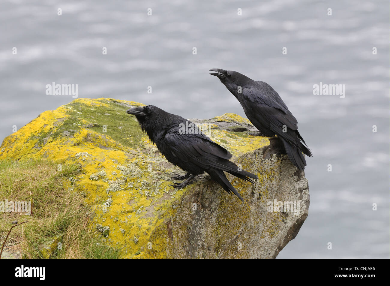 Grand Corbeau (Corvus corax) paire adultes, appelant, perché sur les ...