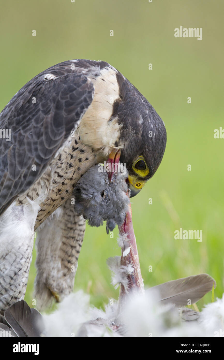 Le faucon pèlerin (Falco peregrinus), adultes se nourrissent de Pigeon ...