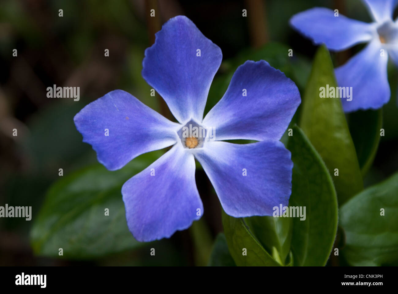 Pervenche bleue Banque de photographies et d’images à haute résolution ...