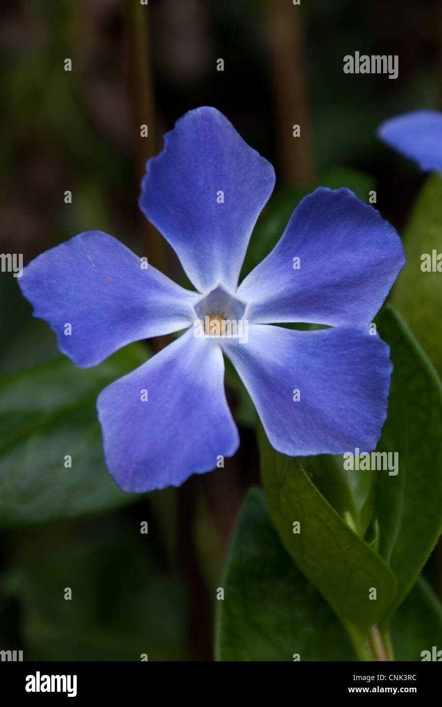 Fleur de pervenche bleue Banque de photographies et d’images à haute ...