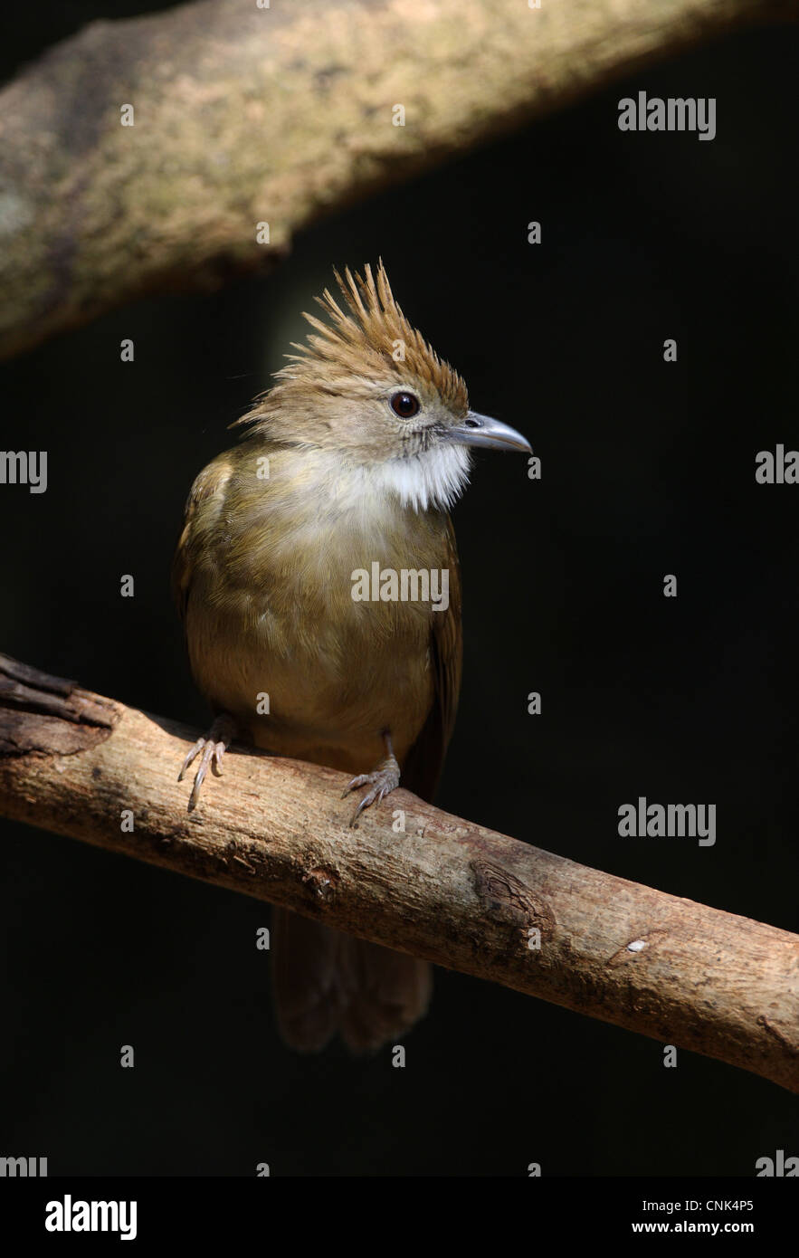 P ochraceus Banque de photographies et d’images à haute résolution - Alamy