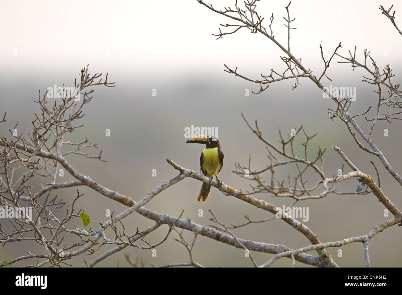 (Pteroglossus Aracari lettres inscriptus) adulte, perché sur une ...