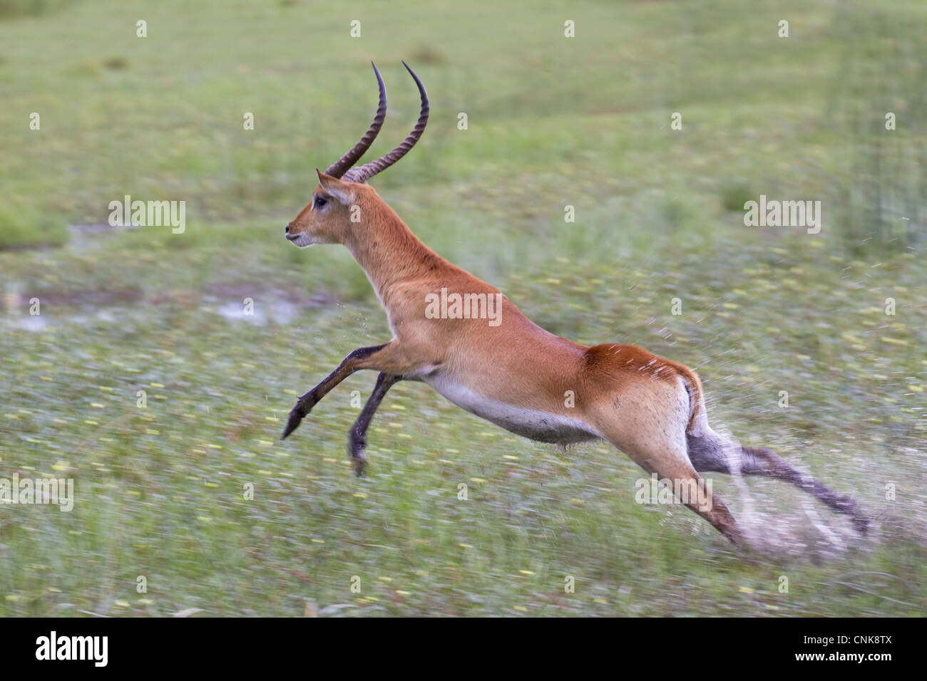 Lechwe rouge sautant dans les marais Banque de photographies et d ...