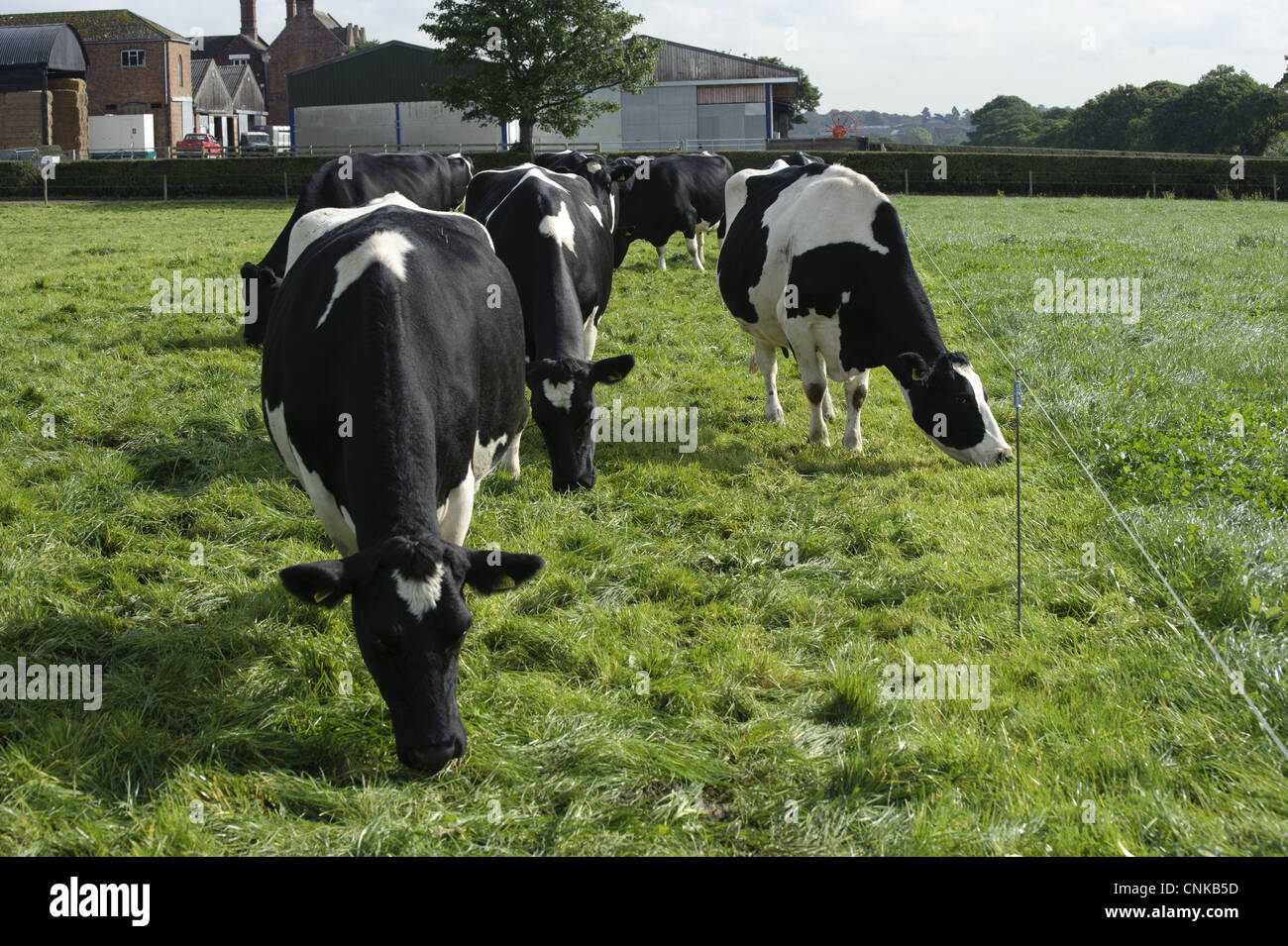 Bovins de race frisonne Banque de photographies et d’images à haute ...