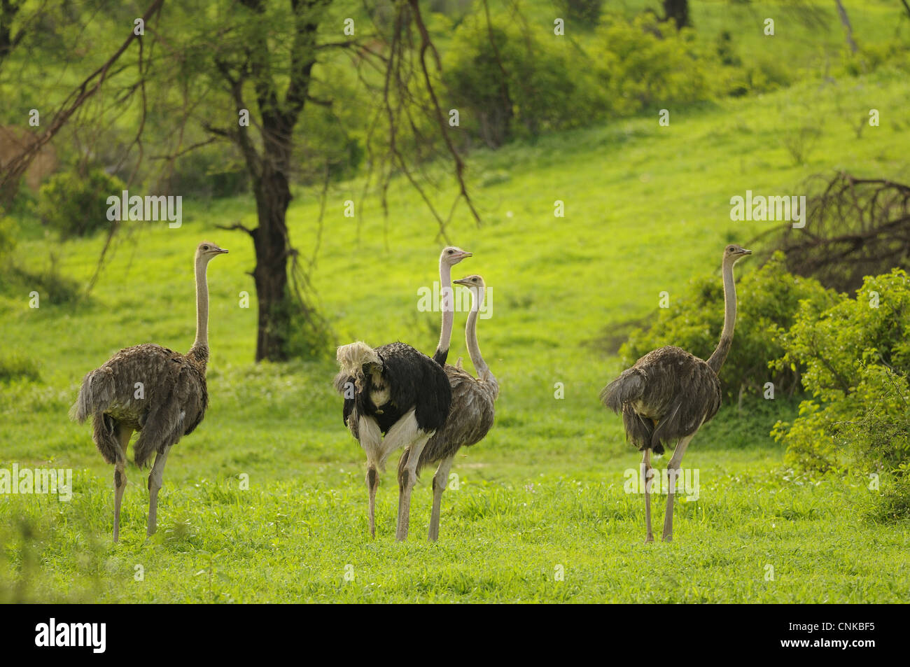 Autruche (Struthio camelus) mâles adultes et les femelles, debout dans ...