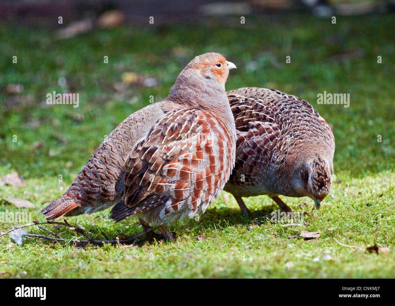 Perdix grise Banque de photographies et d’images à haute résolution - Alamy