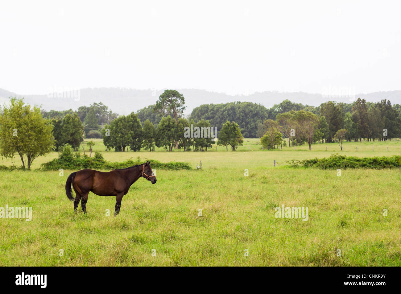 Champ de cheval Banque de photographies et d’images à haute résolution ...