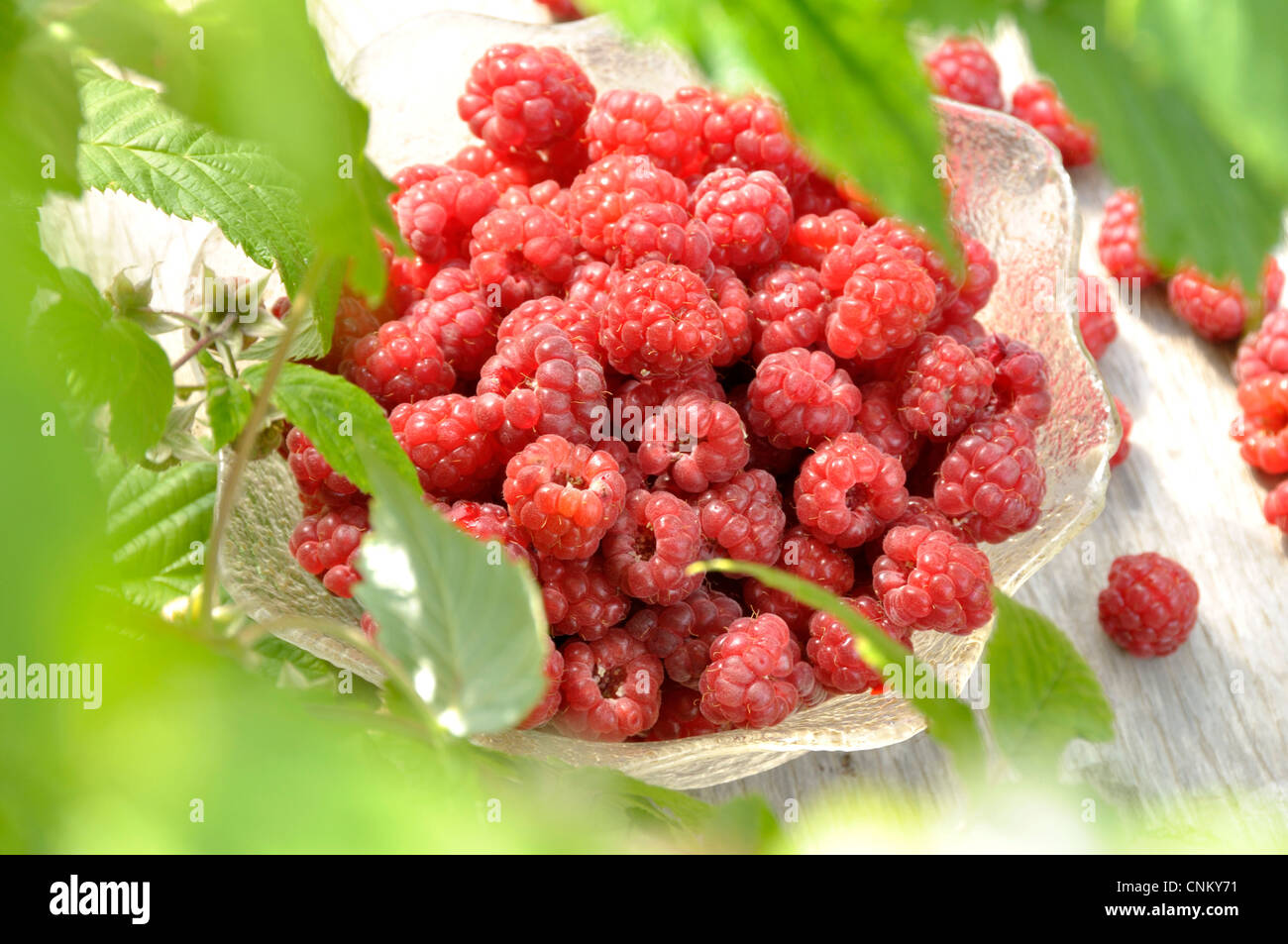 Petits fruits rouges du jardin Banque de photographies et d’images à ...