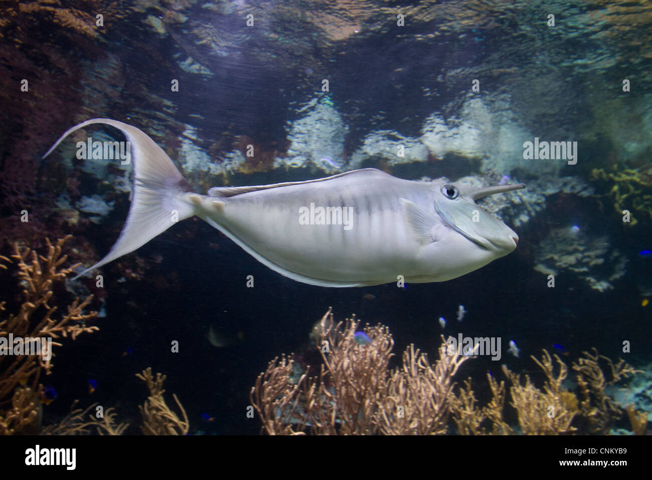 Poisson licorne Banque de photographies et d’images à haute résolution ...