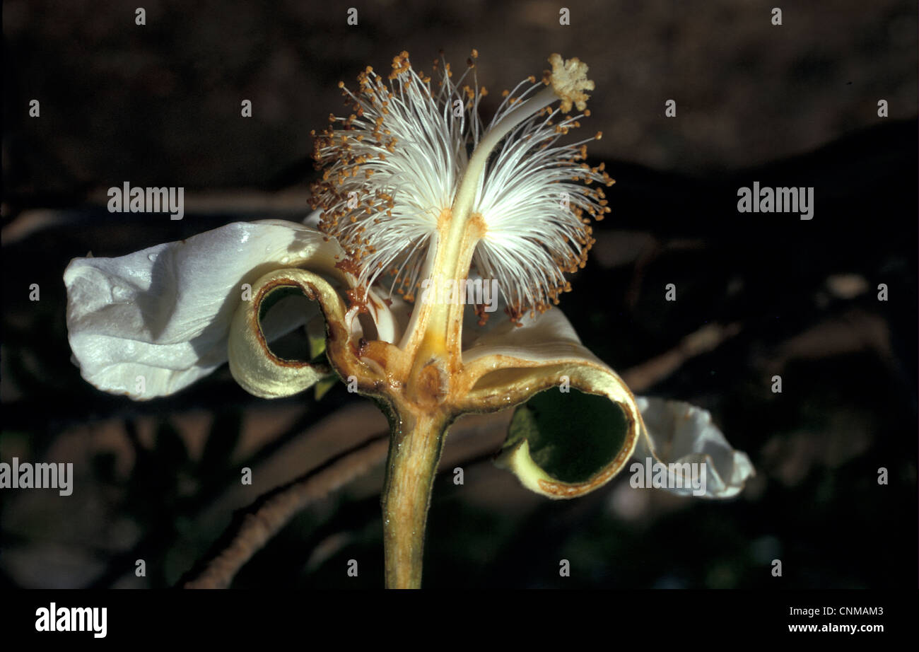 Fleur de baobab africain Banque de photographies et d’images à haute ...