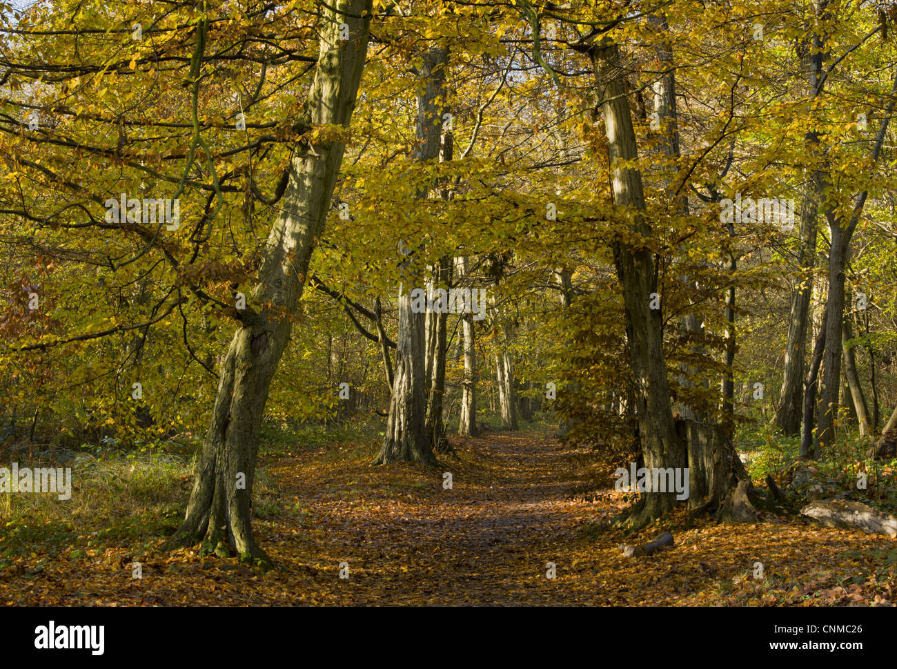European Hornbeam Carpinus betulus ancien habitat boisé pathway Grand ...