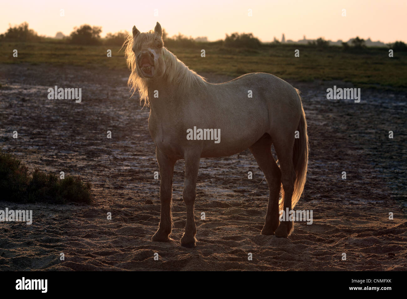 Cheval de Camargue, étalon, en flehmen, rétroéclairé au coucher du ...