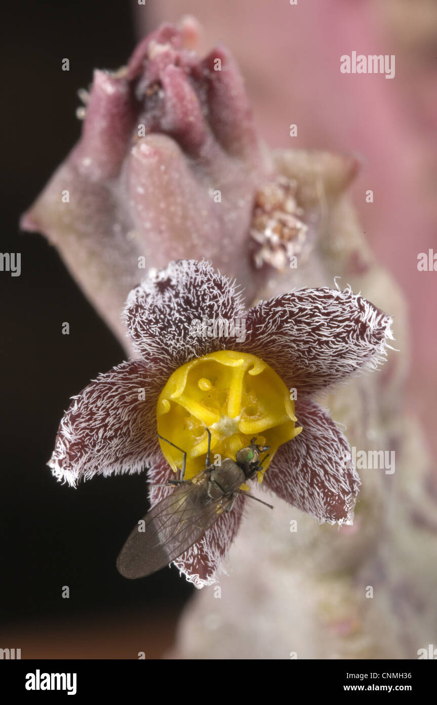 Caralluma burchardii Banque de photographies et d’images à haute ...