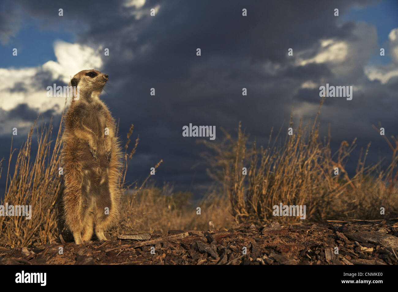 Kuruman river reserve Banque de photographies et d’images à haute ...