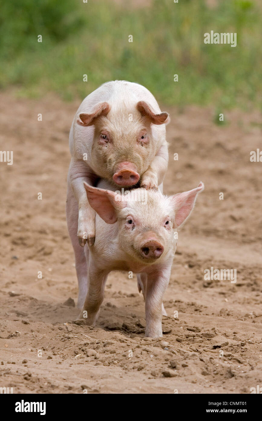 Hybrides de porc Banque de photographies et d’images à haute résolution ...