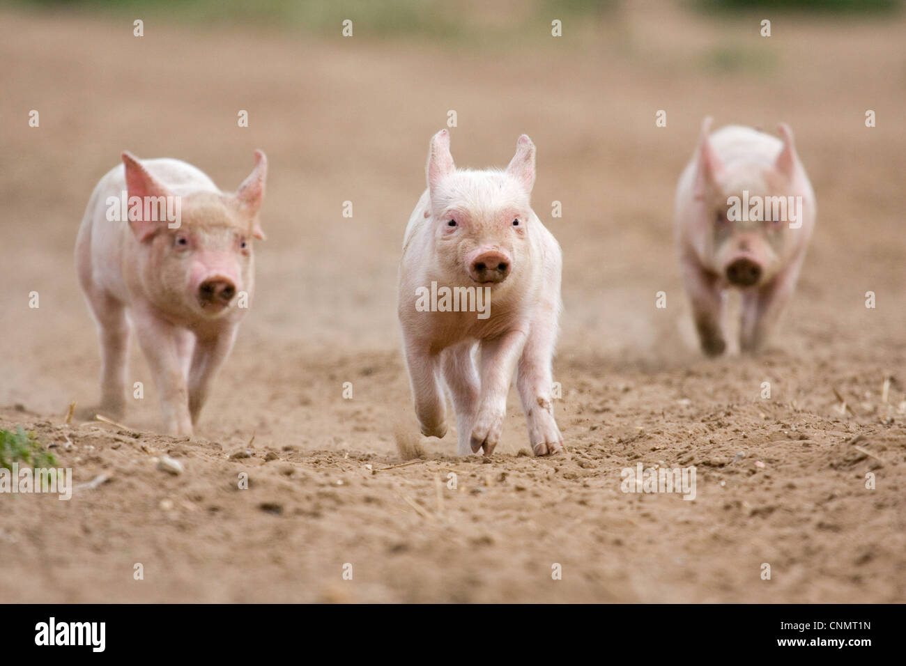 Porc domestique, Large White X Landrace x Duroc, trois porcelets ...