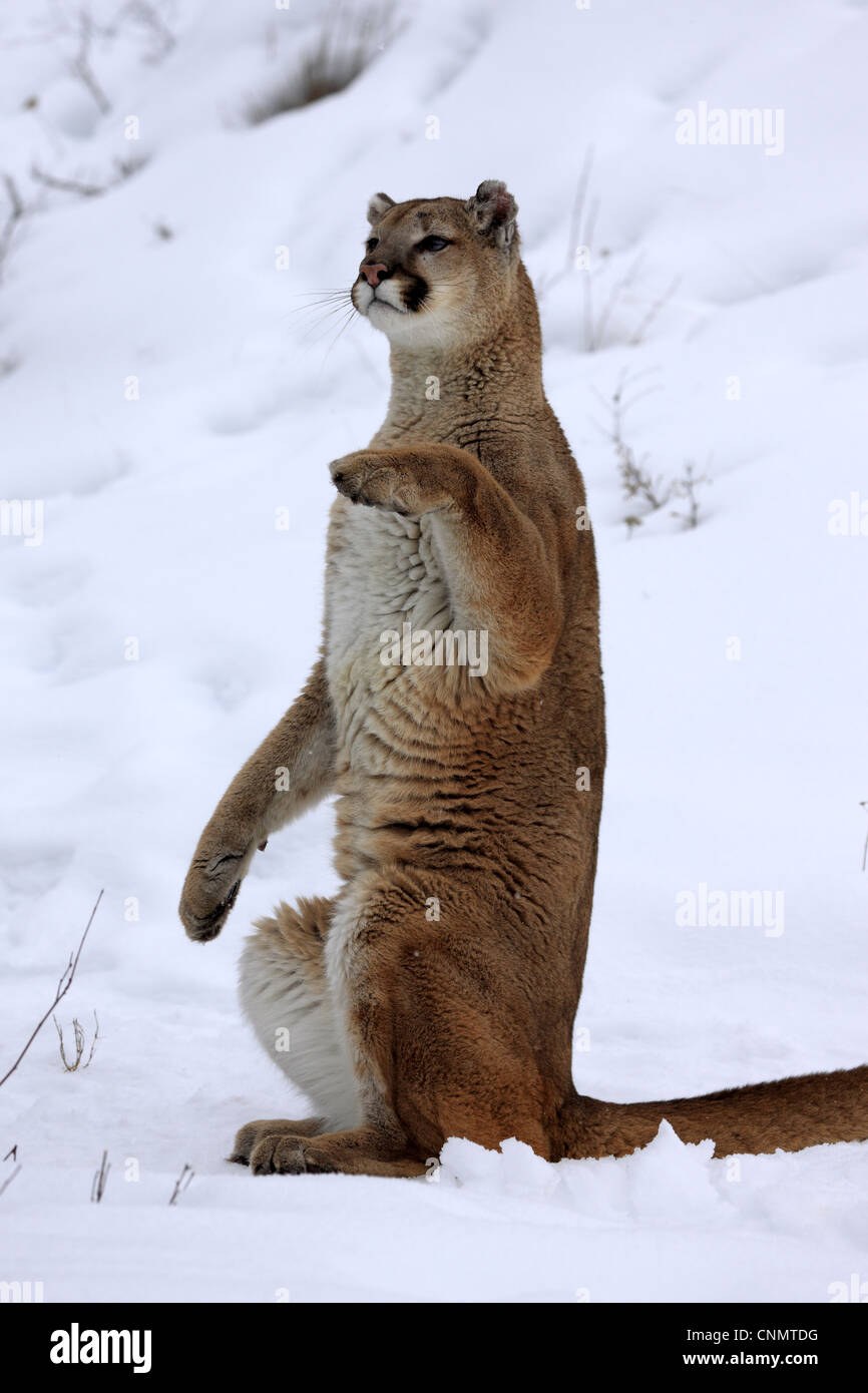 Jambes de lion Banque de photographies et d’images à haute résolution ...