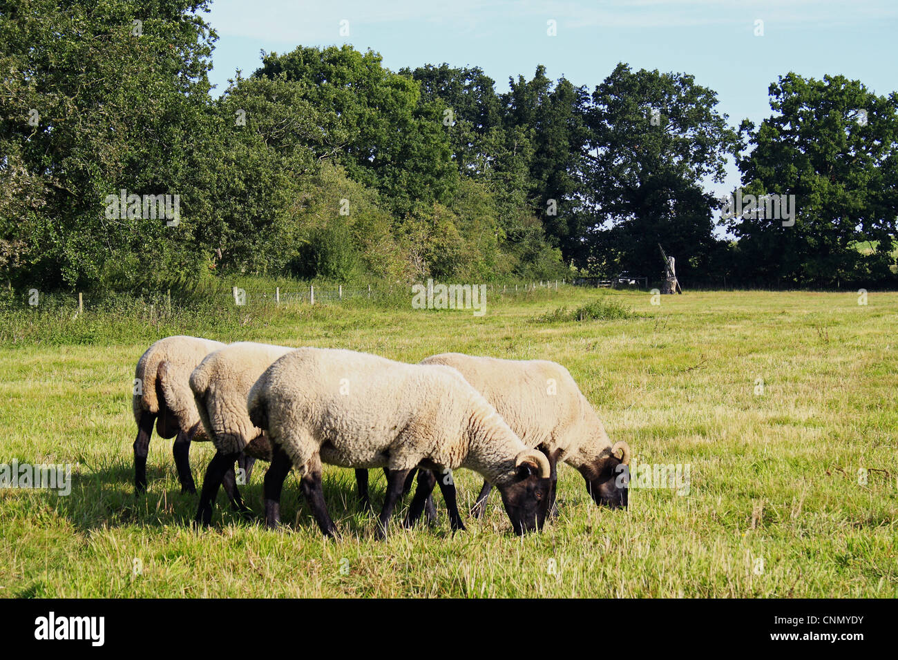 Les moutons domestiques Norfolk corne de bélier brebis pâturage ...