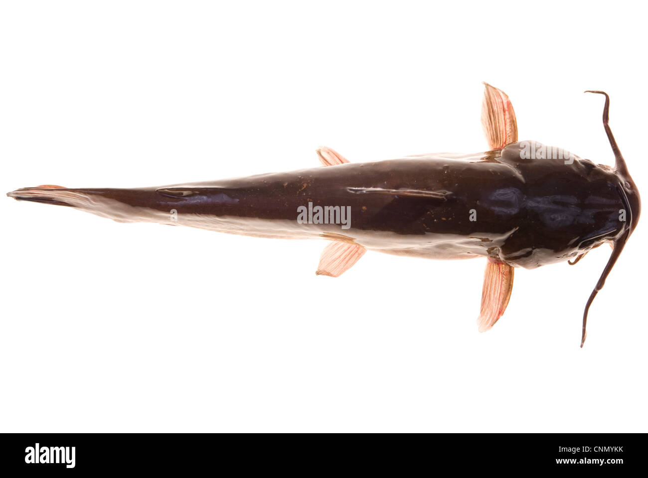 Poissons nuisibles Banque de photographies et d’images à haute ...