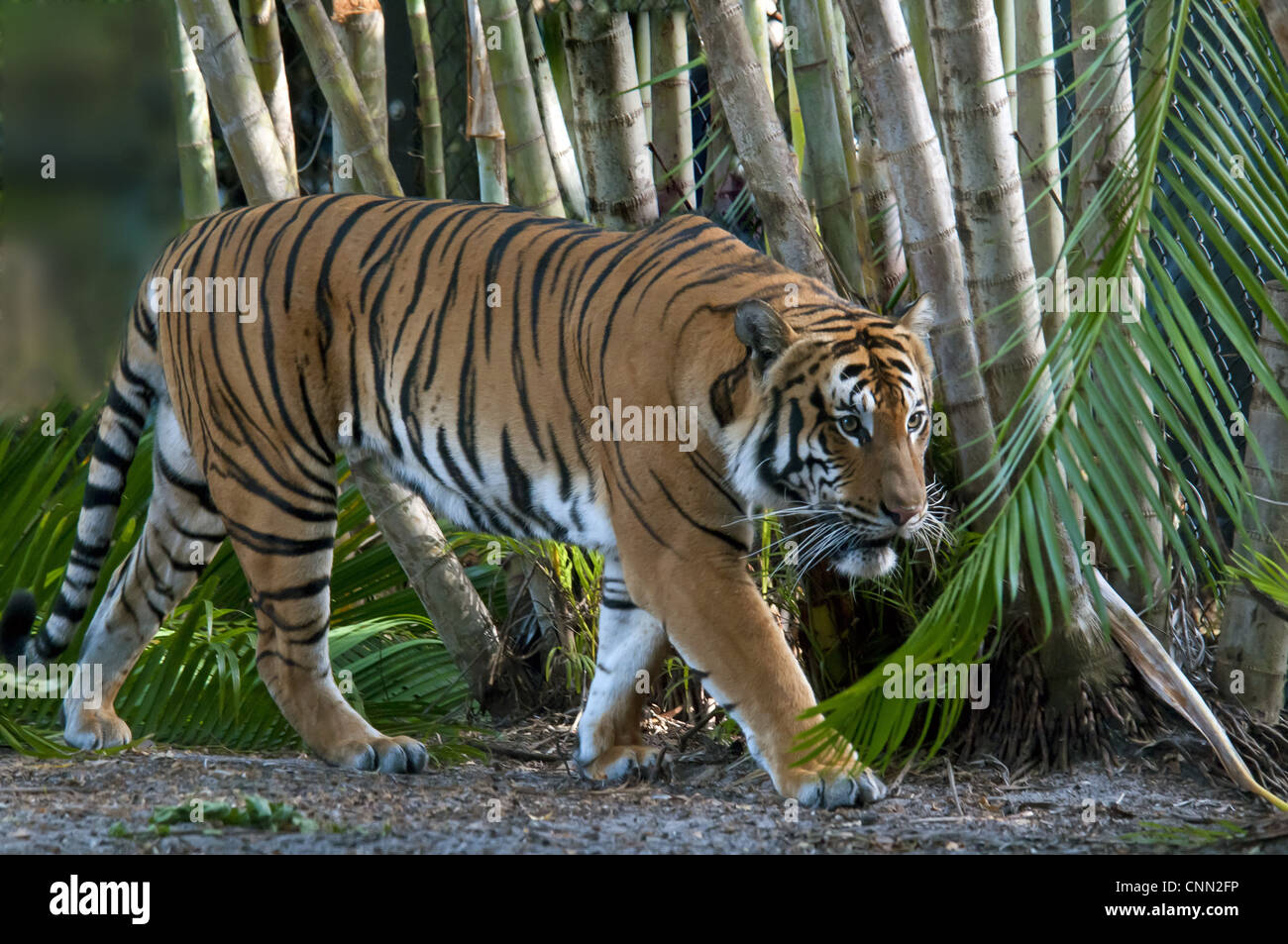 Tigre de malaisie panthera tigris jacksoni Banque de photographies et d ...
