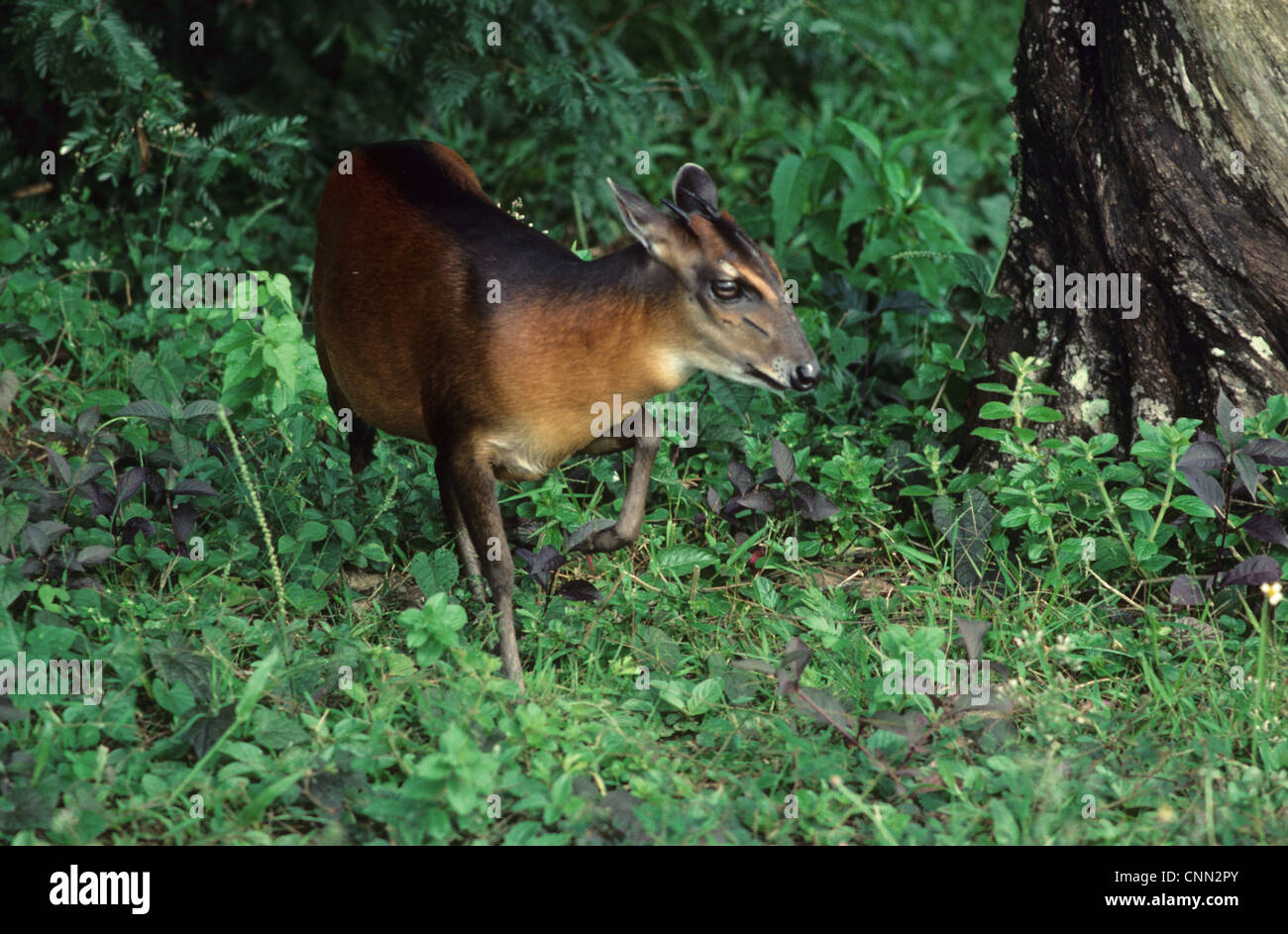 Bay duiker (cephalophus dorsalis) Banque de photographies et d’images à ...