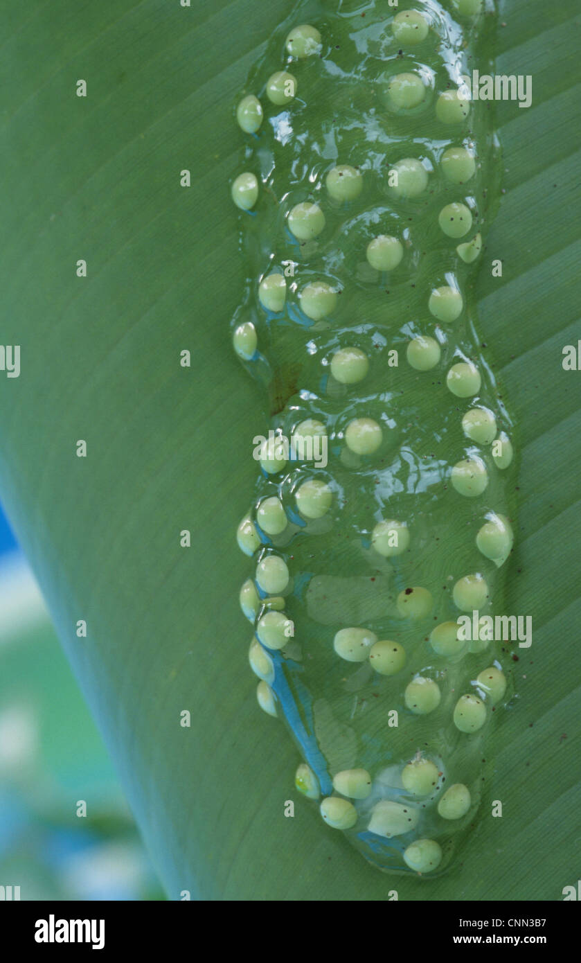 Oeufs de rainette Banque de photographies et d’images à haute ...