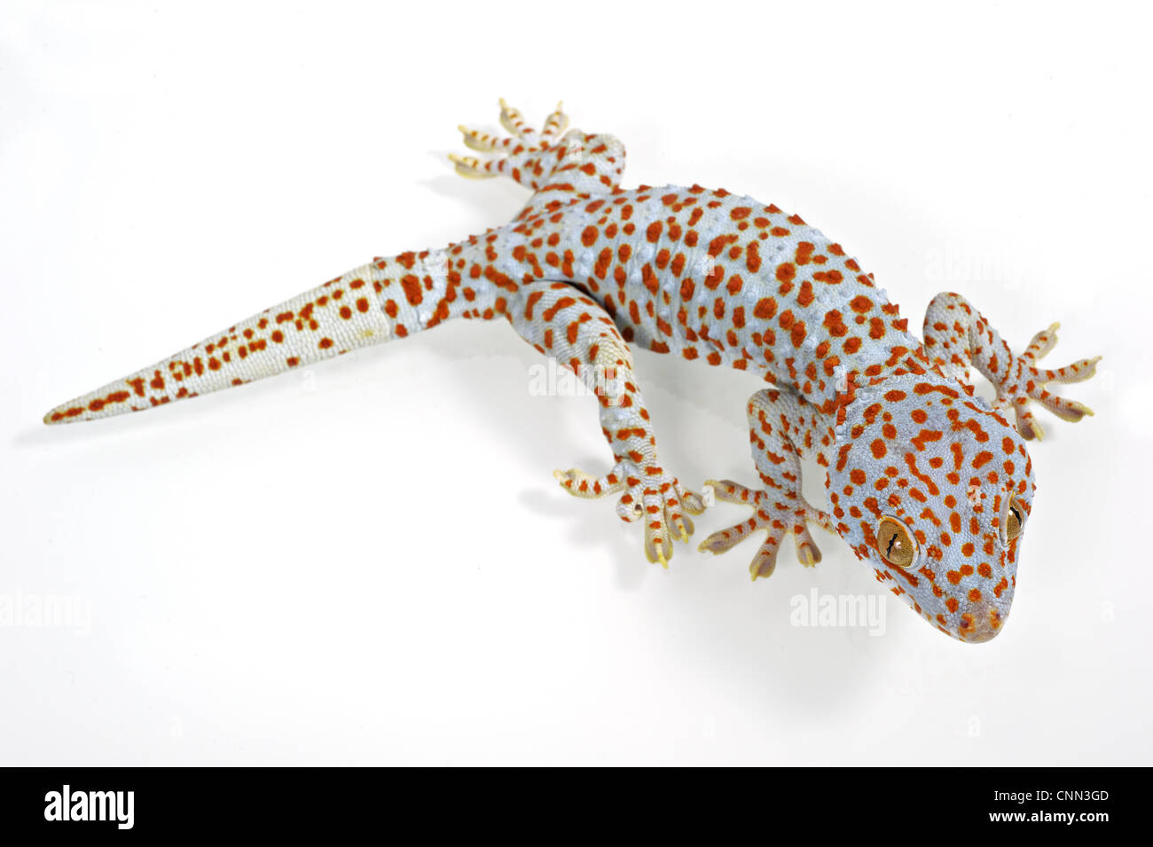 Tokay gecko gecko gecko adult Banque de photographies et d’images à ...