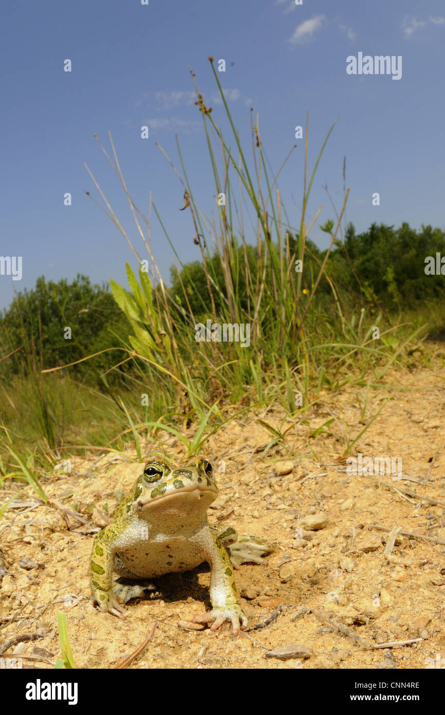 Crapaud vert italien Banque de photographies et d’images à haute ...