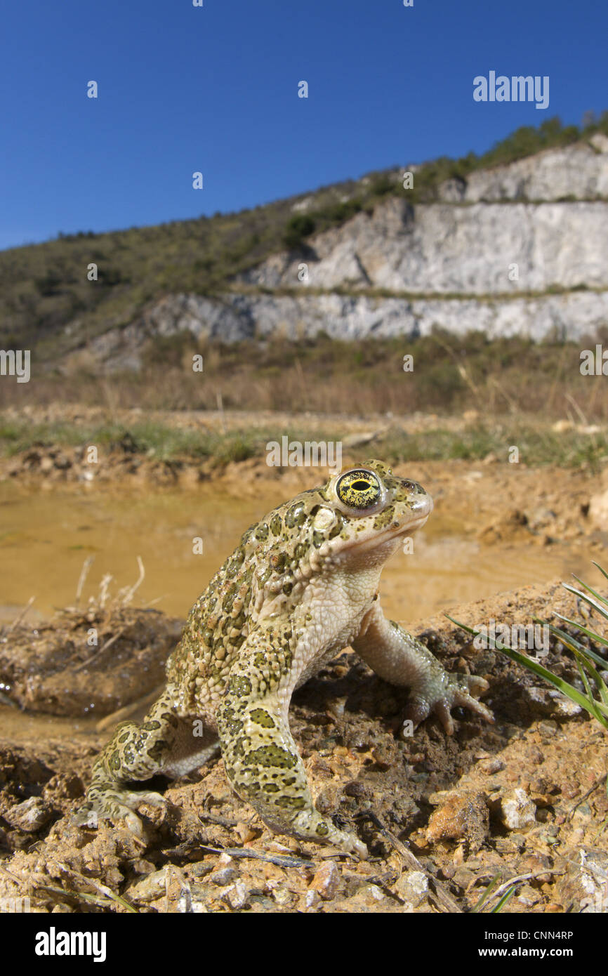 Crapaud vert italien Banque de photographies et d’images à haute ...