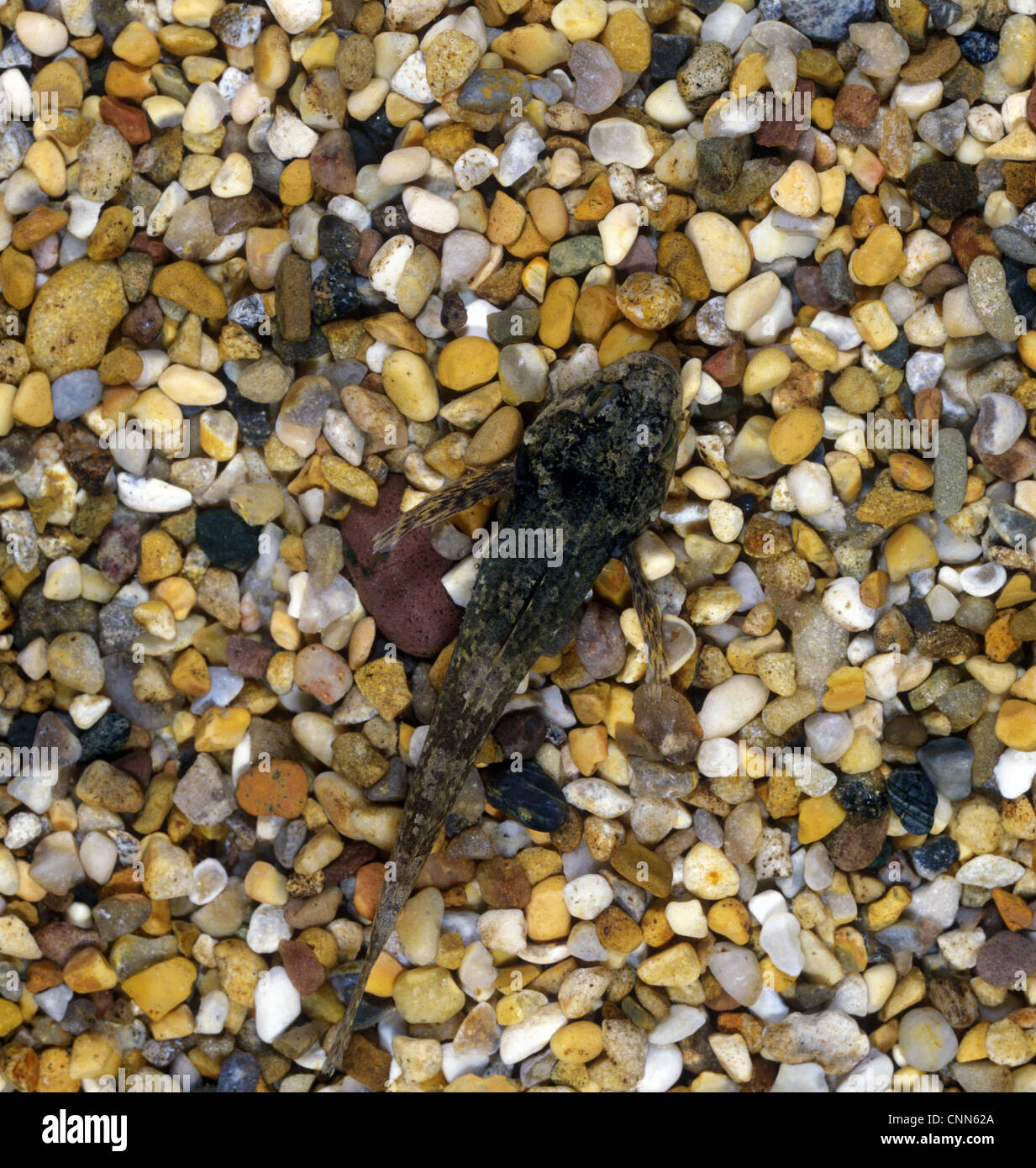Bullhead cottus gobio Banque de photographies et d’images à haute ...
