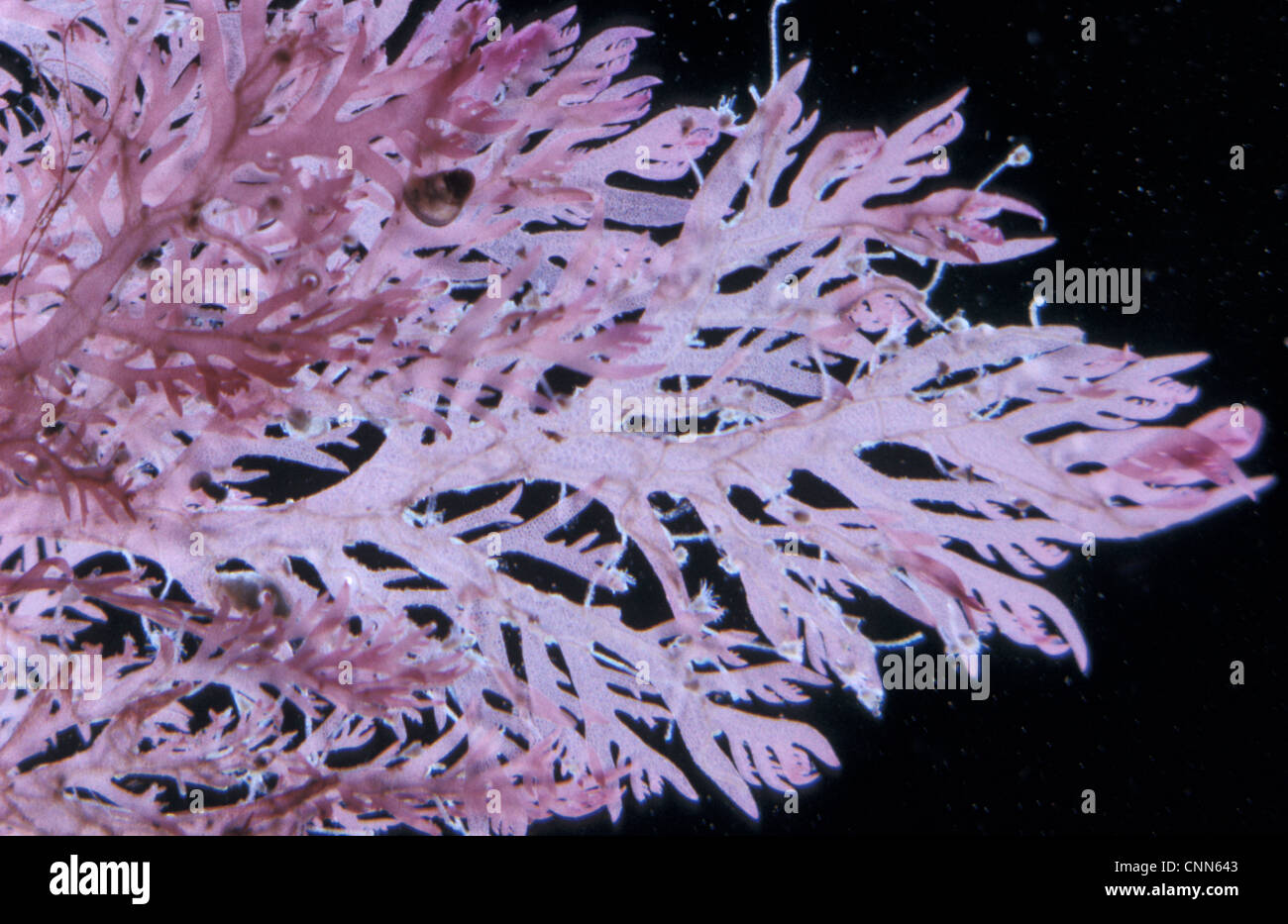 Plocamium cartilagineum Banque de photographies et d’images à haute ...