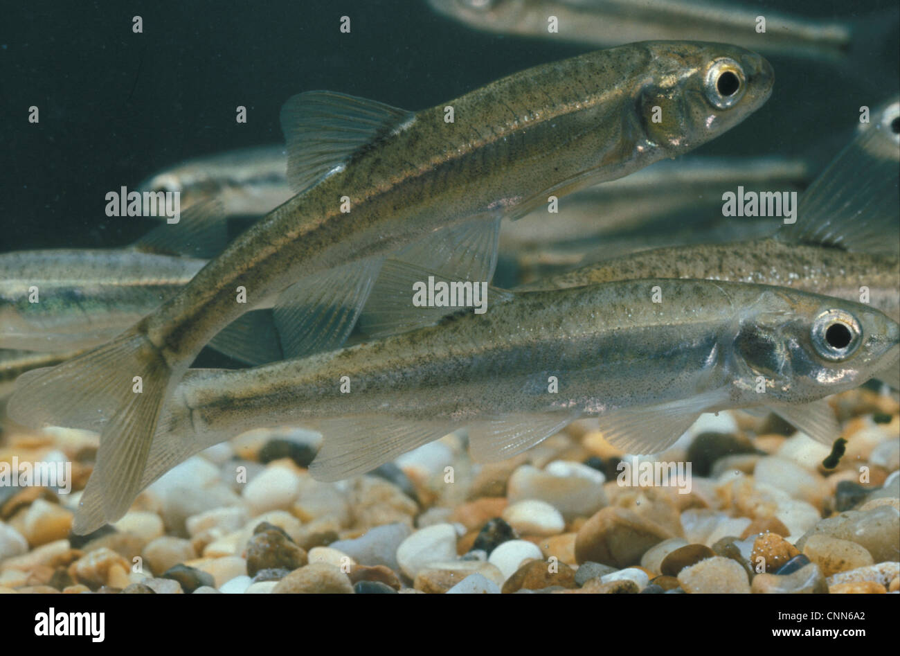 Eurasian minnow phoxinus phoxinus Banque de photographies et d’images à ...