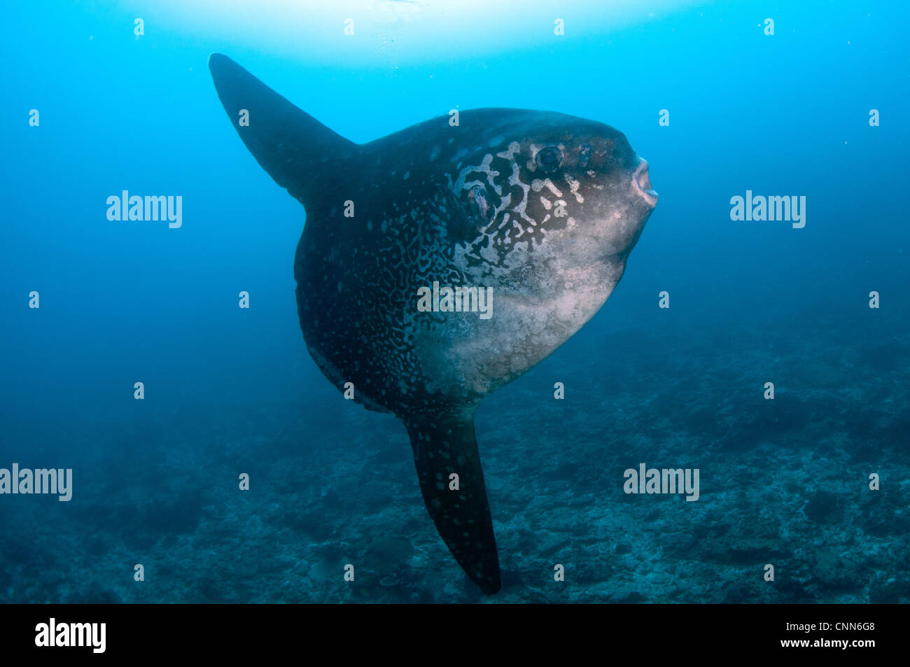 Ocean Poisson-lune (Mola mola), natation adultes, Batu Abah, Nusa ...