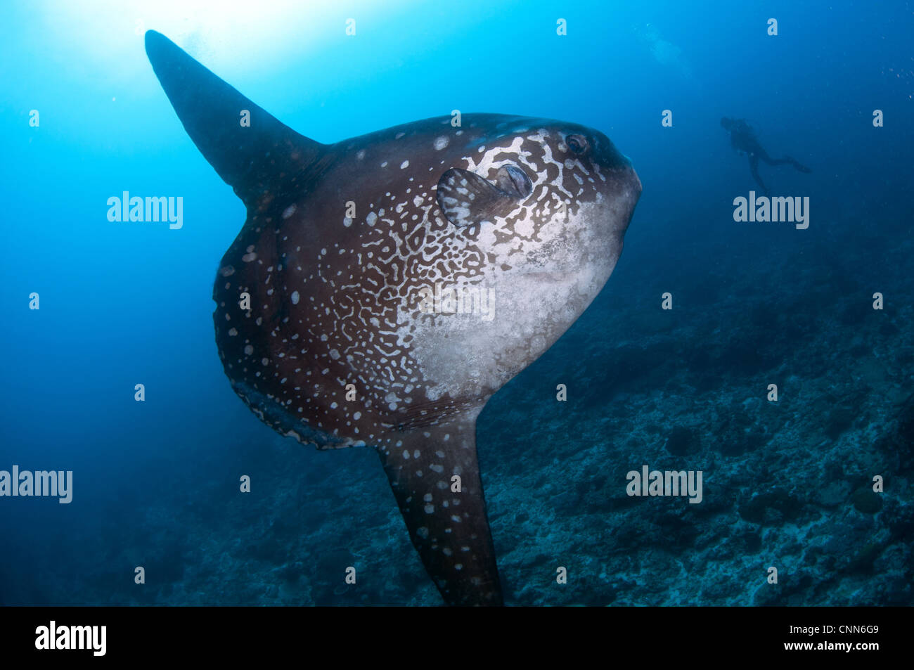Ocean Poisson-lune (Mola mola), natation adultes près de plongeur, Batu ...