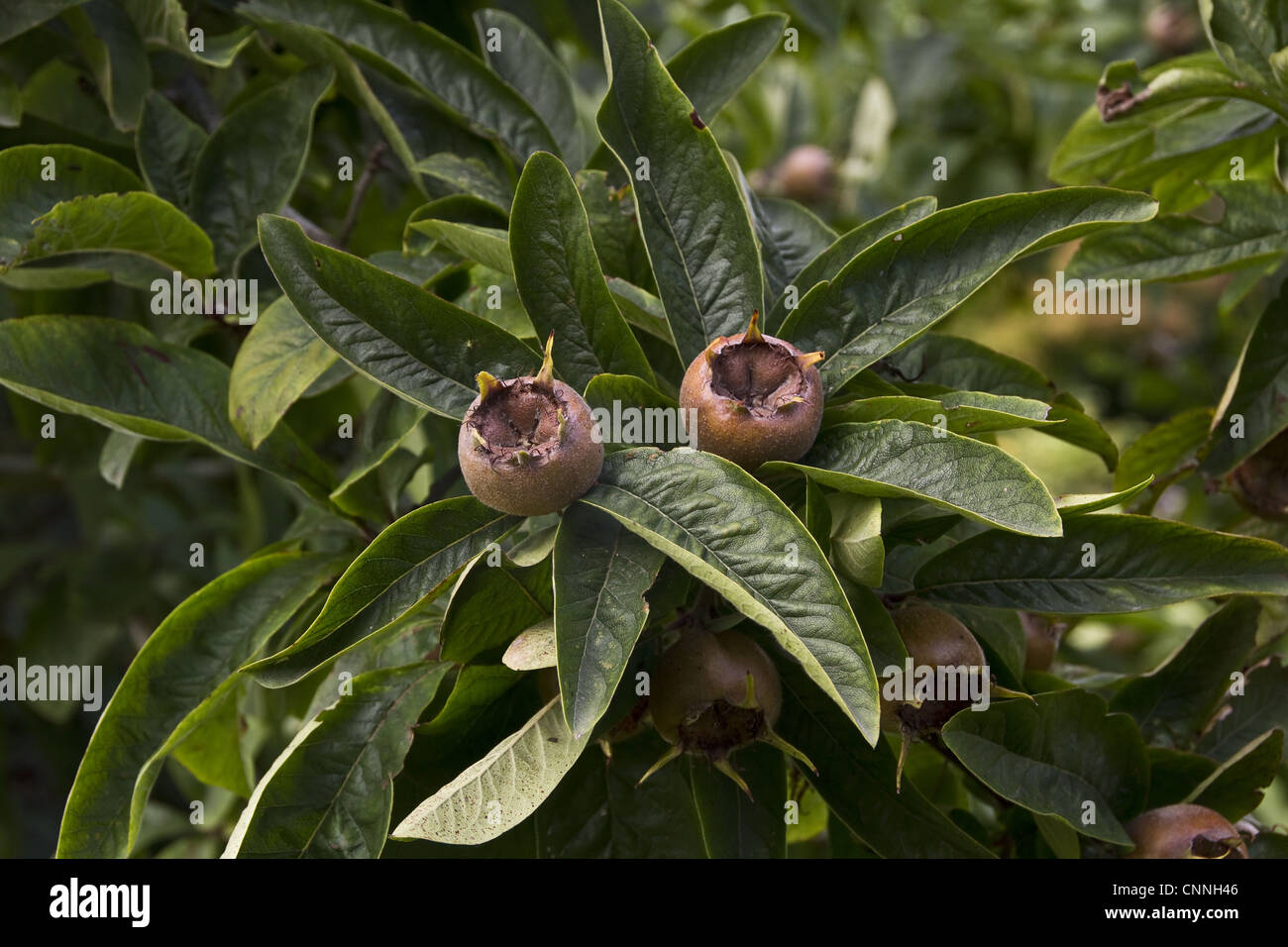 Fruits et feuilles de nèfles Photo Stock - Alamy