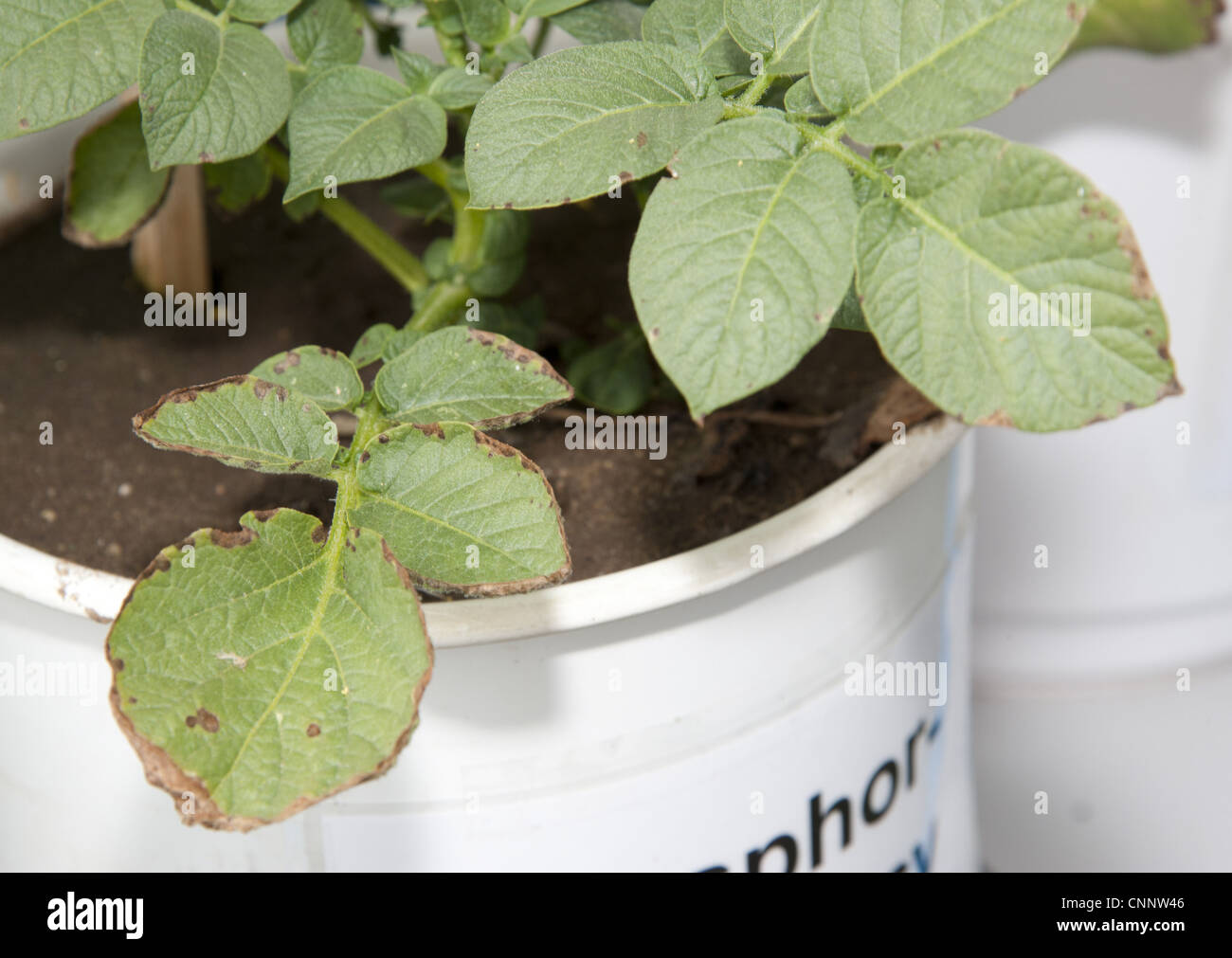 Phosphorus deficiency Banque de photographies et d’images à haute ...