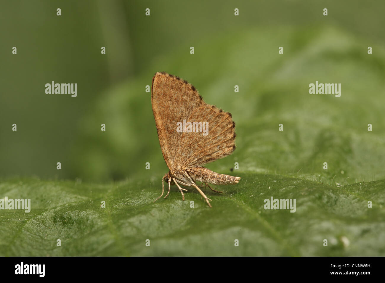 Euchoeca nebulata Banque de photographies et d’images à haute ...