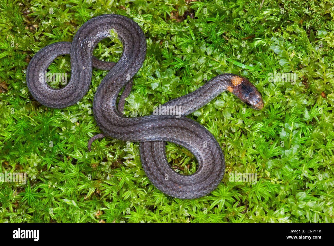 Couleuvre à ventre rouge Banque de photographies et d’images à haute ...