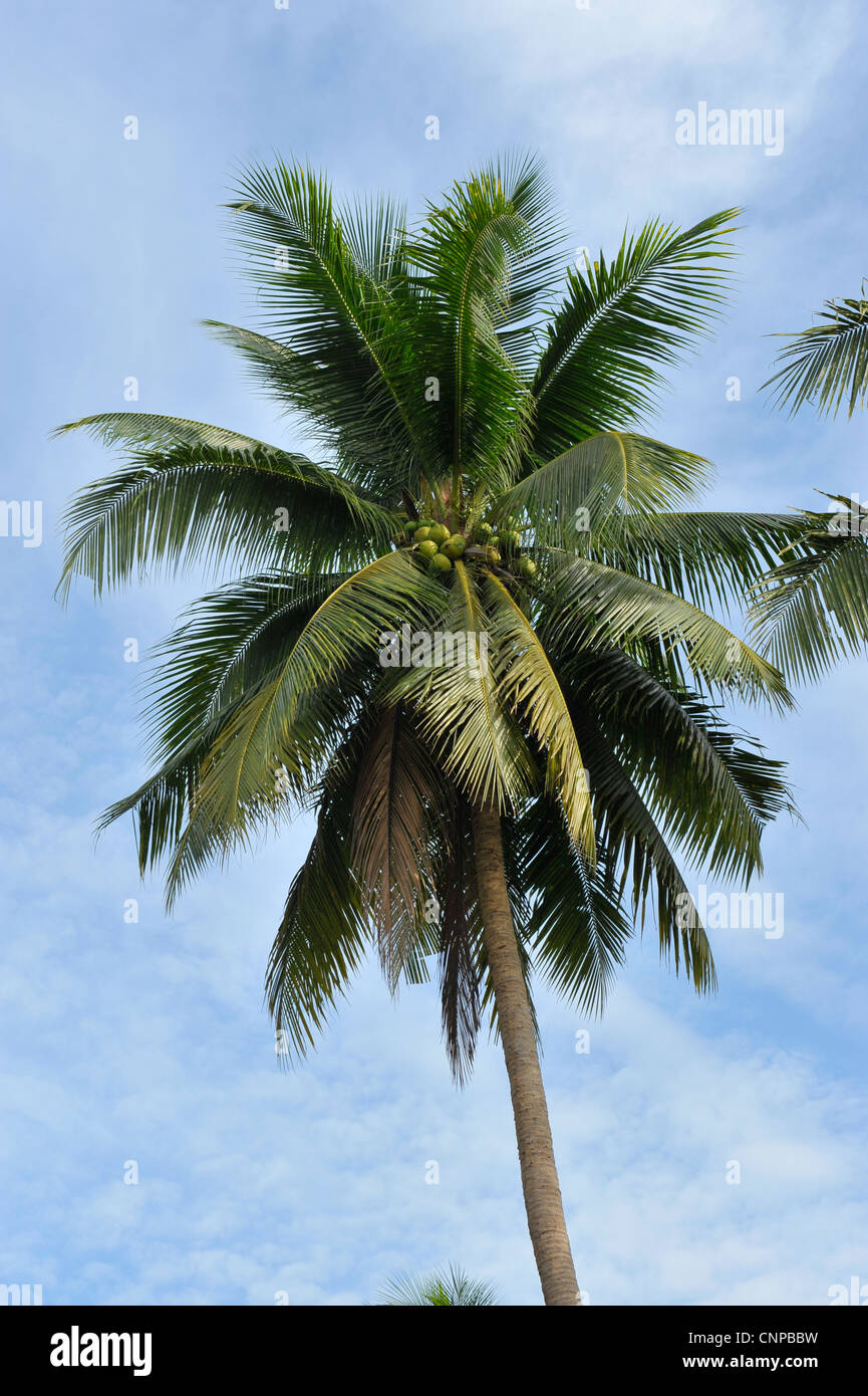 Coco tree Banque de photographies et d’images à haute résolution - Alamy