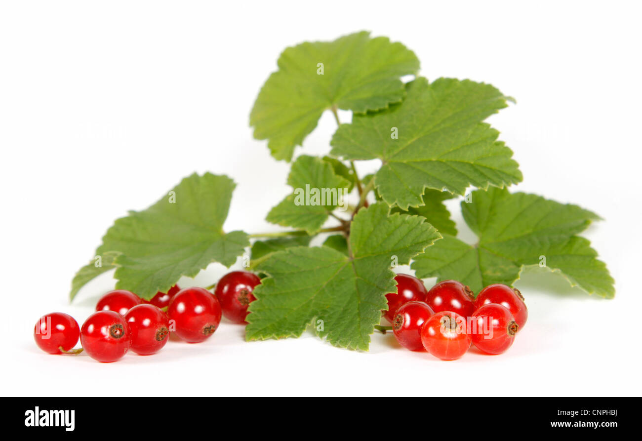 Groseille verte Banque d'images détourées - Alamy