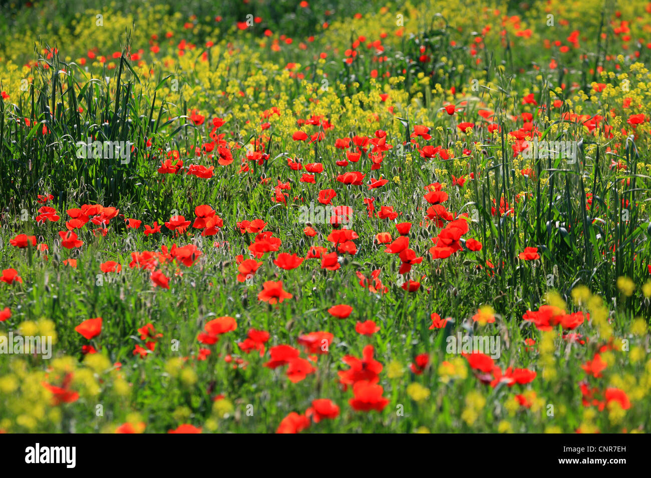 Pavot coquelicot, commun, rouge coquelicot (Papaver rhoeas), rouge et ...