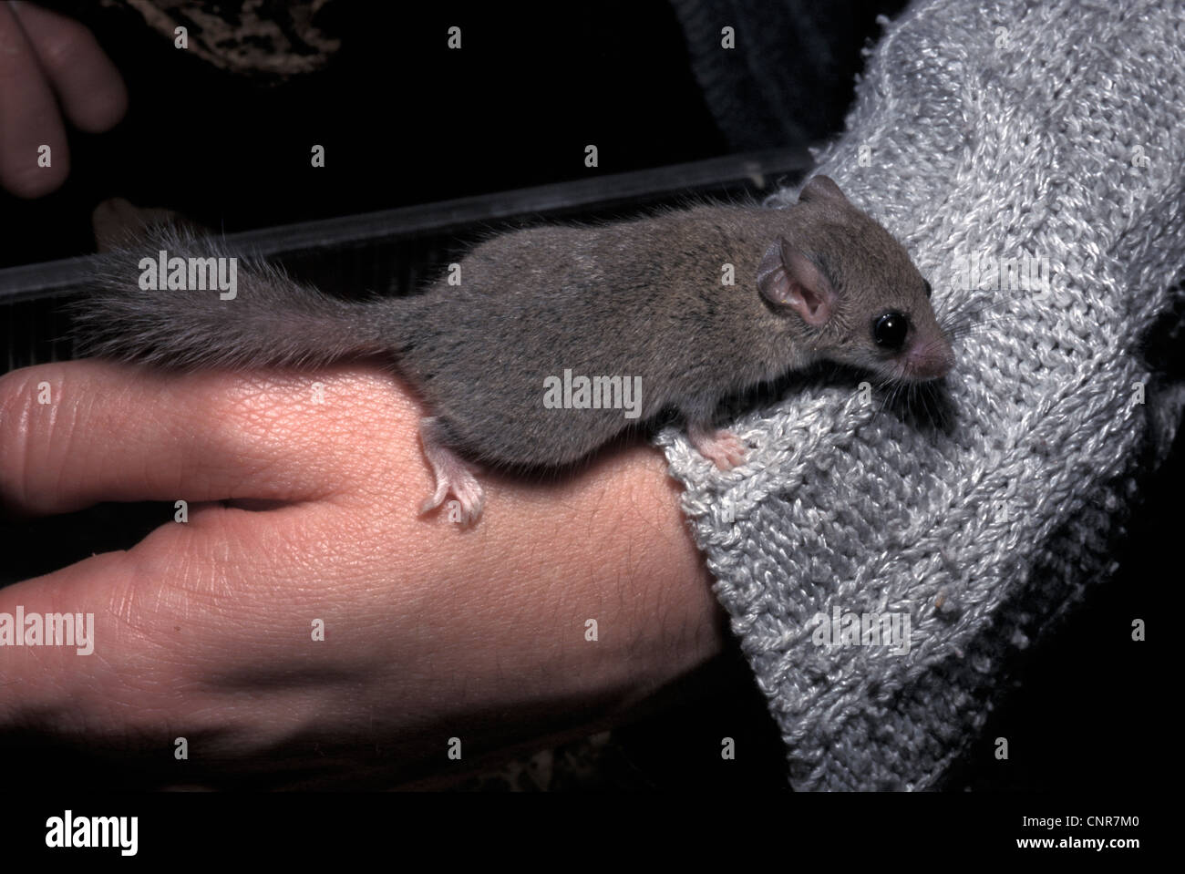 Loir Graphiurus murinus forestiers africains, Gliridae, Rodentia ...