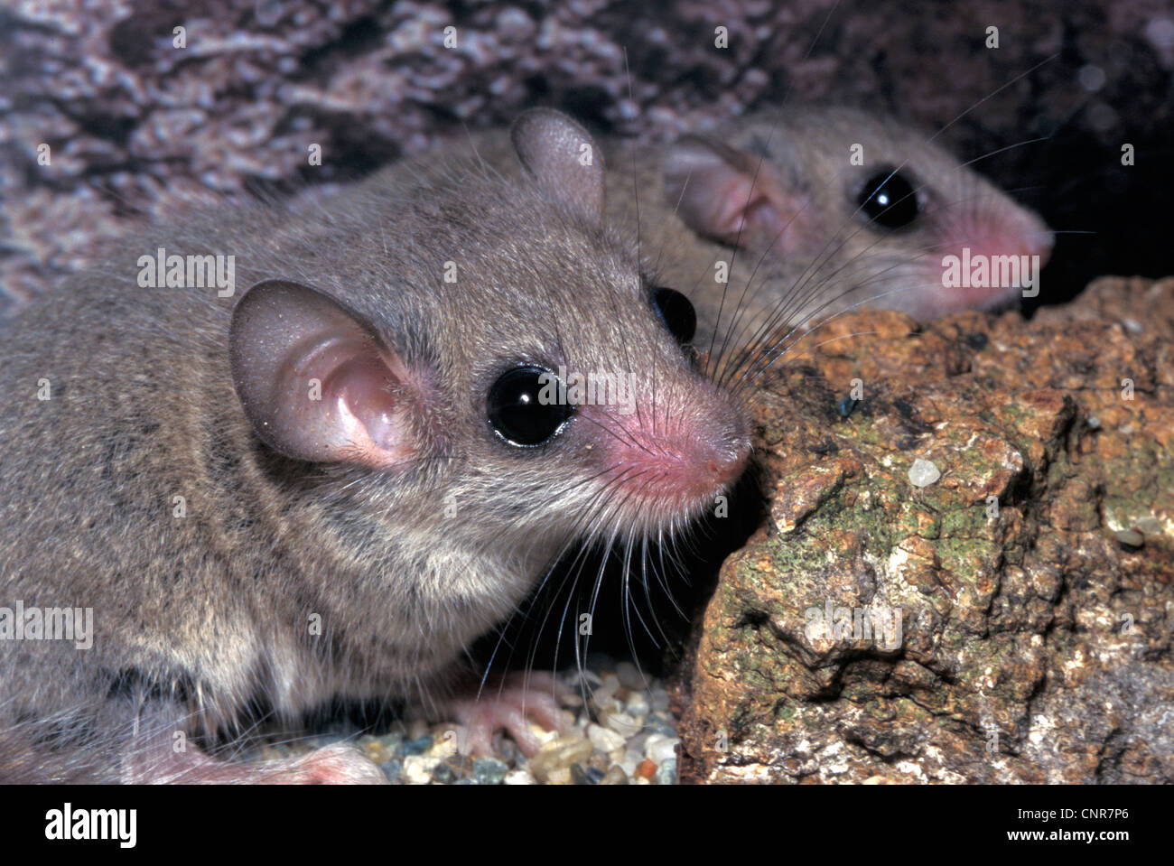 Loir africain Banque de photographies et d’images à haute résolution ...