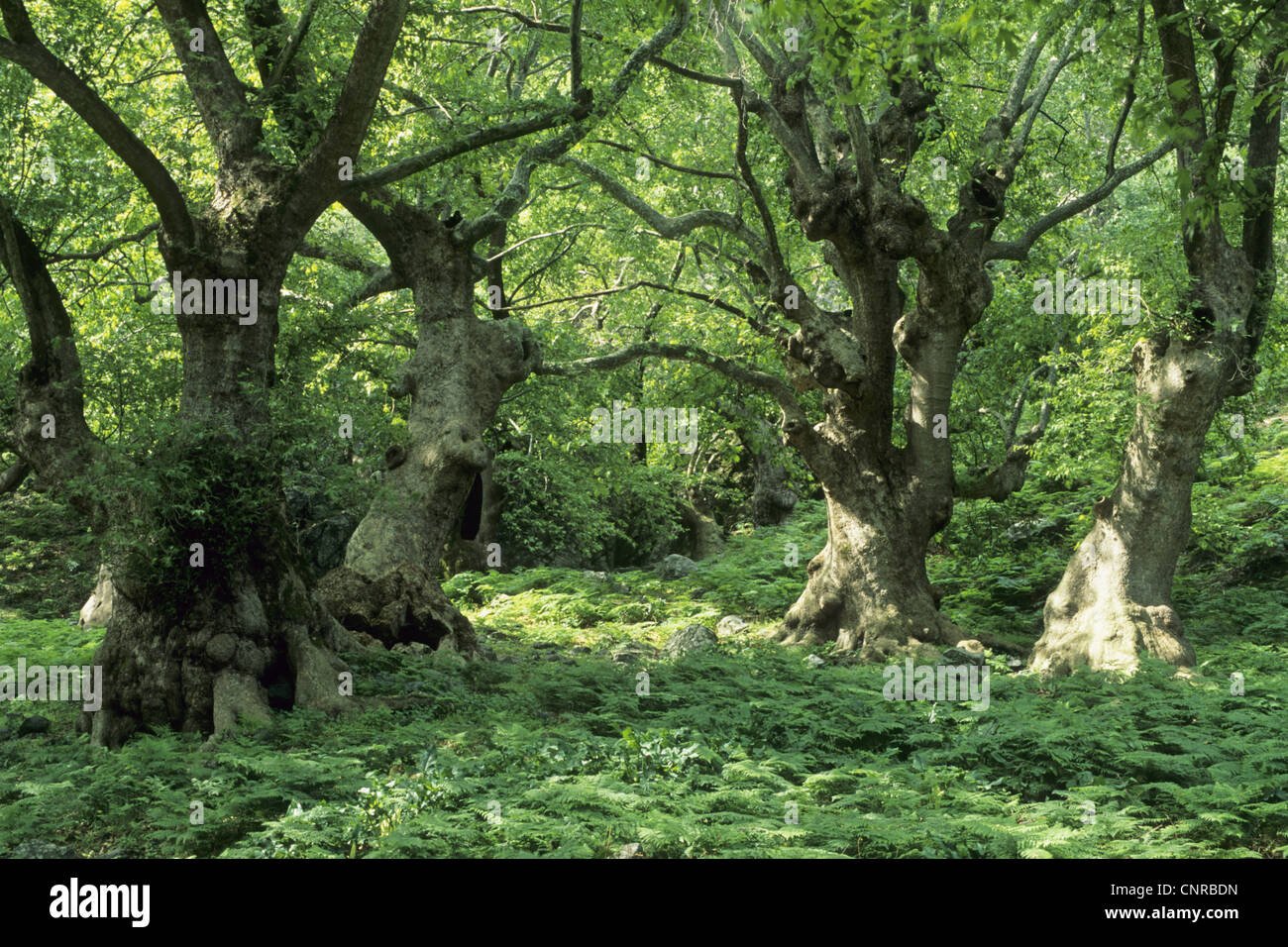 Vieux grands sycomores dans les fonias ou gria vathra valley Banque de ...