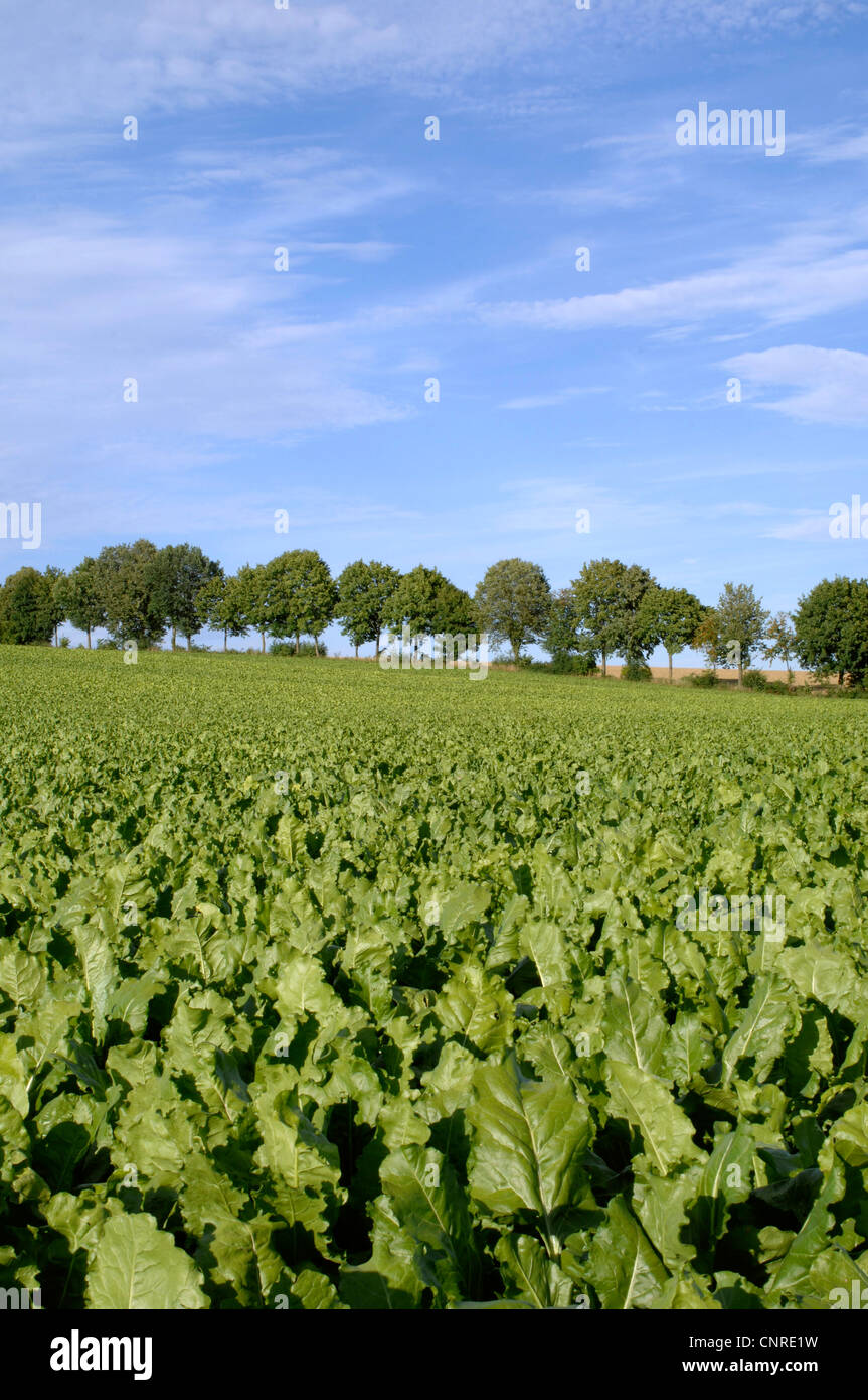 La betterave à sucre (Beta vulgaris var. altissima), champ de ...