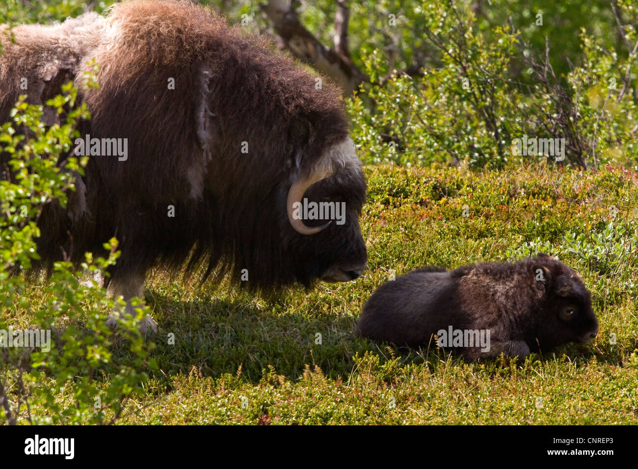 Le boeuf musqué (Ovibos moschatus), vache et son veau, la Norvège, le ...